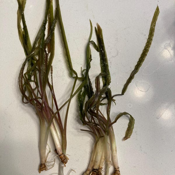 Rotala H'ra Easy Live Aquatic Stem Plant for Planted Aquarium ...