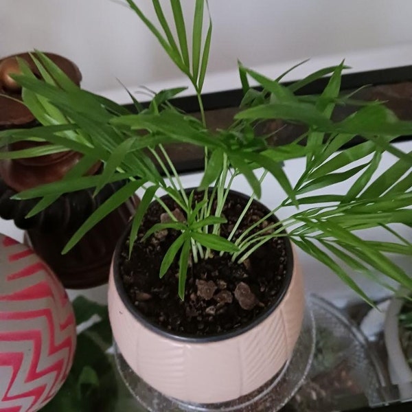 Bamboo Palm, Palma Areca, Reed Palm Clustered Parlor Palm, Cane Palm ...