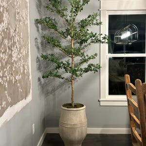 8' Shady Lady Black Olive Tree, Black Olive Tree, Shady Lady Tree, Faux ...