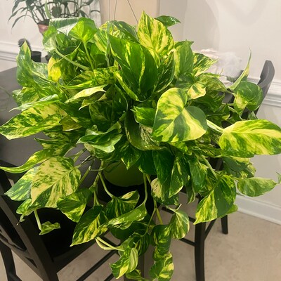 Large Hoya Kerrii or Sweetheart Hoya 8 Inches Pot Blooming - Etsy