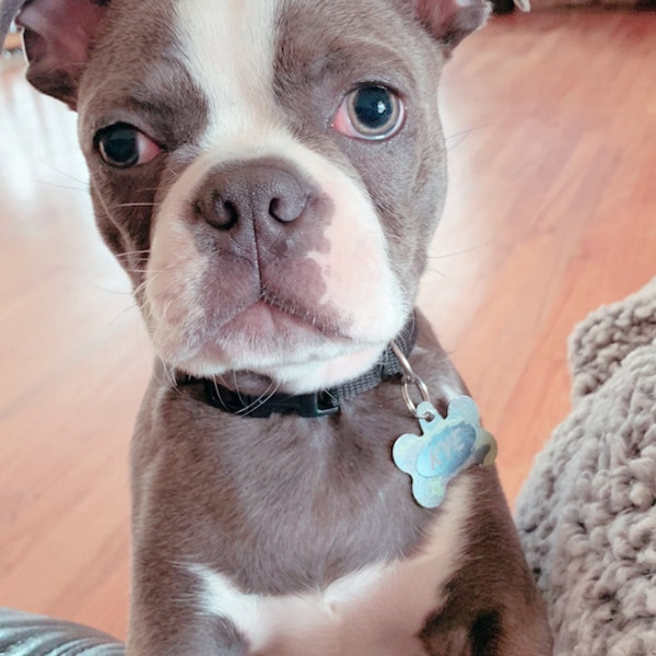 PRINTABLE New Puppy Announcement, and Then There Were Four, Printable ...