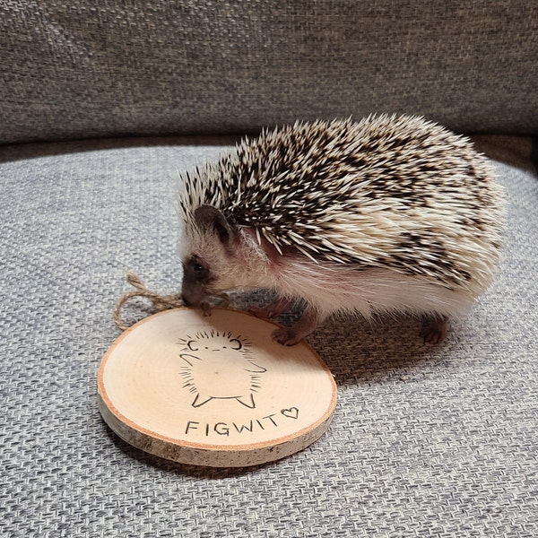 Personalized Hedgehog, Hedgehog, Personalized Hedgehog Name, Hedgehog ...