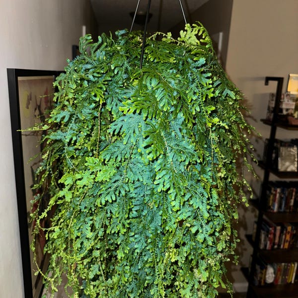 Gorgeous Large Macho Fern 6, Nephrolepis Biserrata, Giant Sword Fern ...