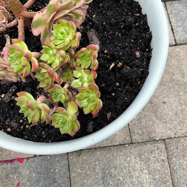 Echeveria 'red Coral' , Rare Live Succulent - Etsy