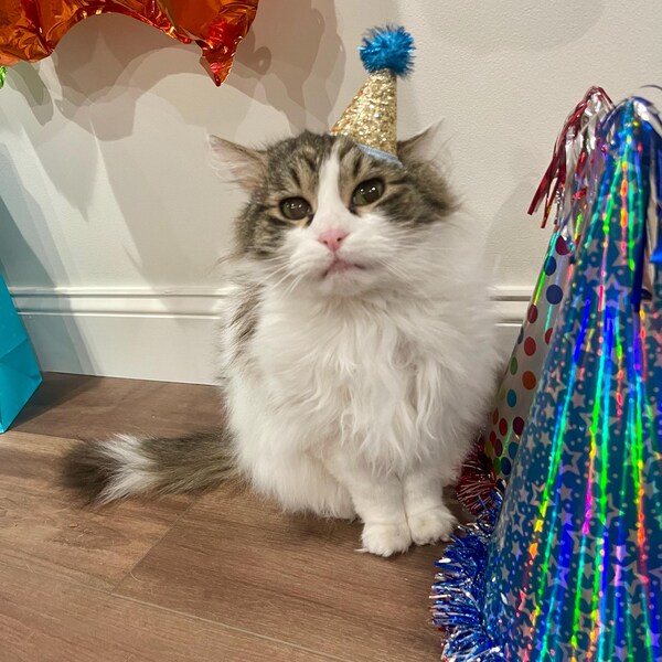 Pet Party Hat | Mini Cat Birthday Party Hat | Mini Cat Party Hat | Dog ...