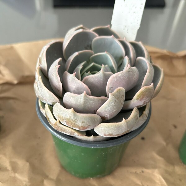 Kalanchoe Kewensis Live Rooted Succulent Plant - Etsy