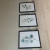 Eucalyptus Prints, Botanical Print Set, Plant Posters, Leaf Prints ...