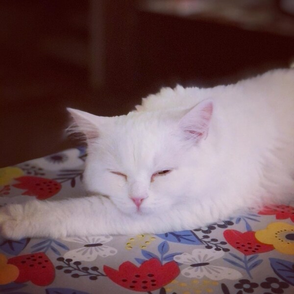 Whimsigoth Raven Shirt Gothic Raven Shirt Boho Crow Shirt Boho Raven ...