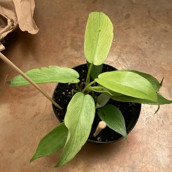 LIVE Splash Plant Pink Polka Dot Plant, Hypoestes Pink 4 Pot, Live Pink ...
