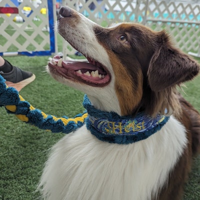 Bold and Bright Ring Lead With Tug Agility Lead-barn Hunt Lead Fyball ...