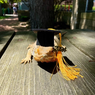 Graduation Caps for Small Animals - Etsy