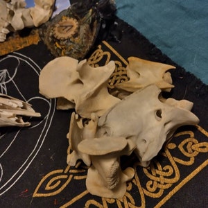 11 Deer Knuckle Toe Bones - Etsy