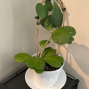 True Blue Christmas Cactus Houseplant Schlumbergera Buckleyi - Etsy