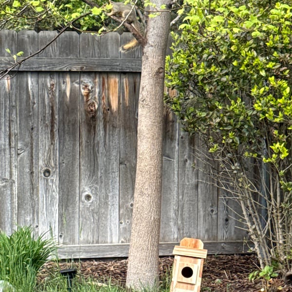 Large Squirrel House, Squirrel House, Cedar Squirrel House, Squirrel ...