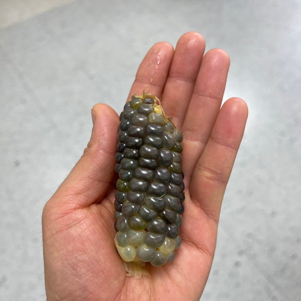 25 Organic Hmong Waxy Corn Seeds - BLACK Sticky Corn; Dark Red; Grown ...