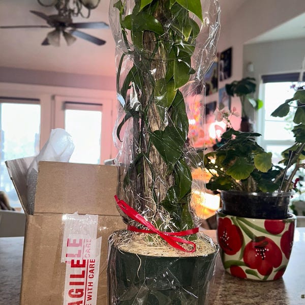 FOSTER 4-pack LIVE 4 Inch Kalanchoe, Blooming Houseplant, Gardening ...