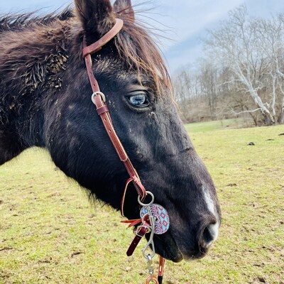 Teal Laced Horse Size Complete Bitless Hackamore Rawhide Bosal - Etsy