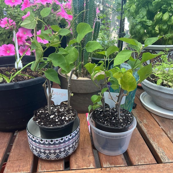 TWO Orange Bougainvillea Plants in One Pot, 3.5" Pot, Orange Flowers ...