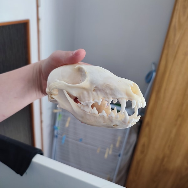Exquisite Real Fox Skull Bone Specimen After Cleaned and Bleached. - Etsy