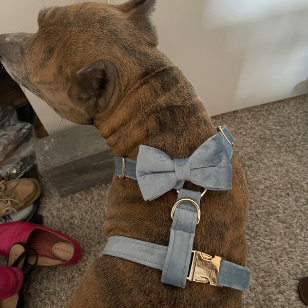 Dusty Blue Velvet Personalized Harness With Gold Hardware,fancy Velvet ...