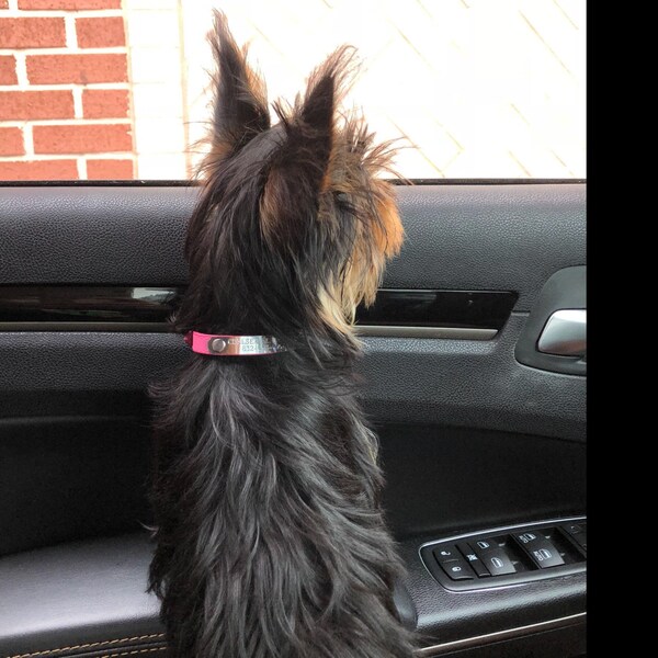 Tiny Dog Collar, Chihuahua Collar, Yorkie Collar, Ferret Collar ...