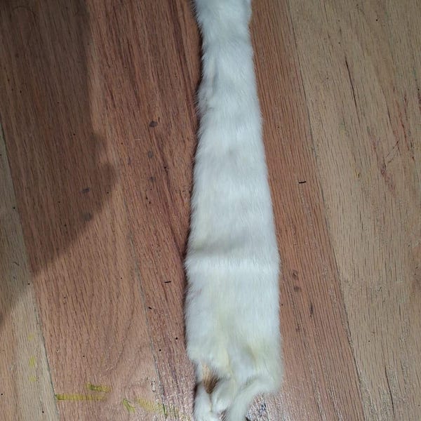 Weasel, Winter White - Etsy.de