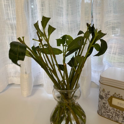 Forsythia 'spectabilis' 15 Fresh Cuttings yellow Bells & Propagation ...