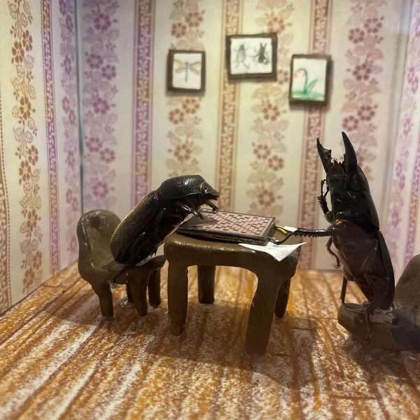 Assorted Bugs Insects Specimen Wholesale Mix Lot Bulk - Etsy