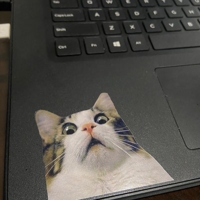 Scaredy Cat Sticker, Cat Sticker, Cat, Kitty, Cat Gift, Kitty Gift ...