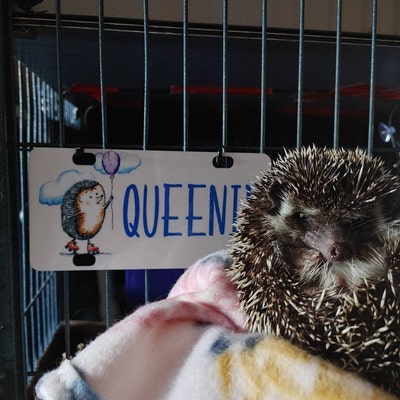 Personalized Hedgehog Name Plate / Hedgehog Sign / Cage Accessory ...