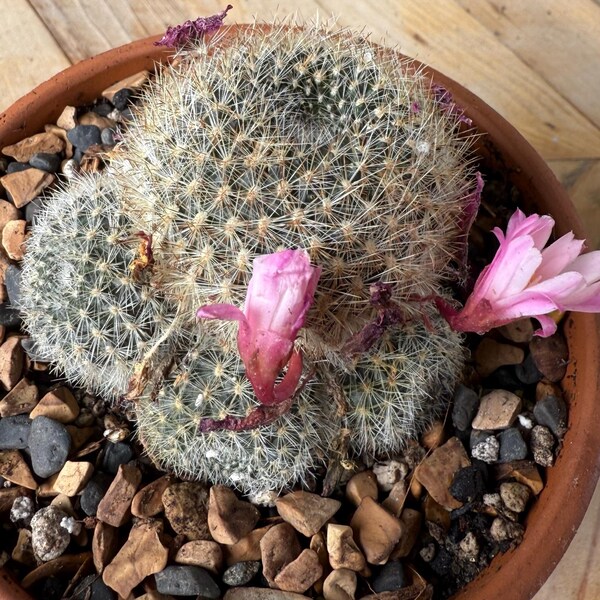 Crested Myrtle Blue Cactus Blue Candle Cactus Colorful Cactus Unique ...