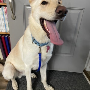 MD Dogs Bringsel, Alert Bringsel, 1/2 or 5/8 Wide Biothane Waterproof ...