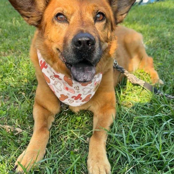 Fil A Dog Bandana | Chicken Nugget Dog Bandana | Chick Dog Bandana ...