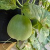 Sakata’s Sweet Tiny Melon, Edible Skin, Cucumis Melo, Japanese, Makuwa ...
