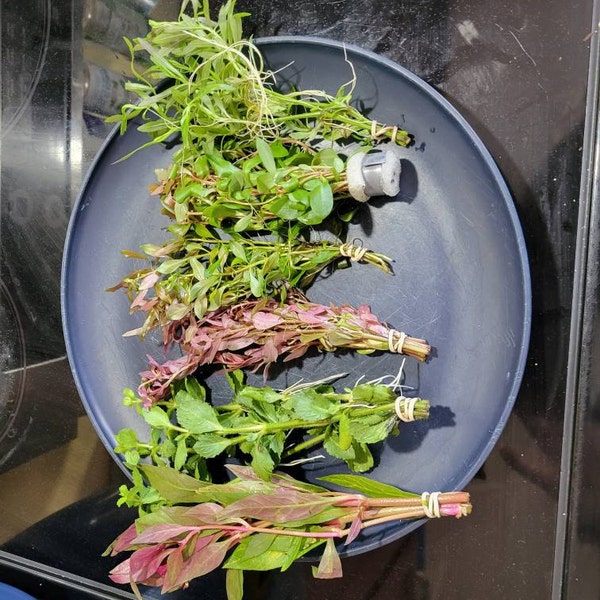 Hygrophila Salcifolia (hygro. Blue)- BUY3GET1FREE - Live Aquarium Plant ...