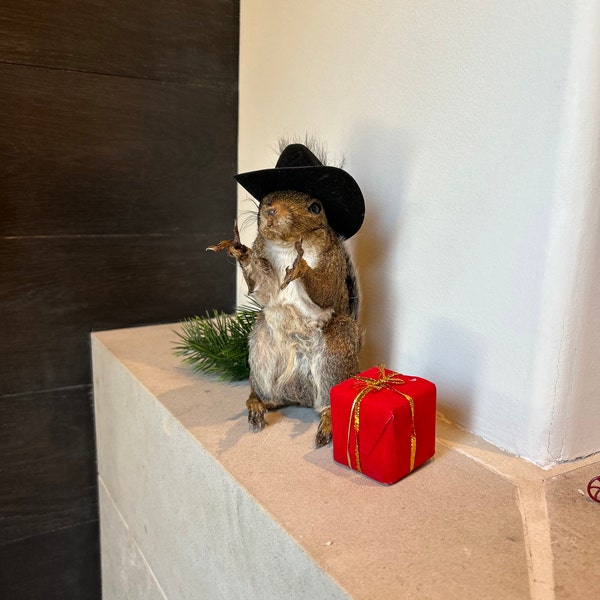 Huge Wet Specimen Piebald Pied Morph Ball Python Taxidermy Mount ...