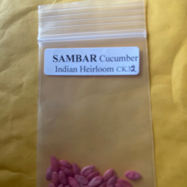 40 Sambar Cucumber Seeds - Ancient Indian Heirloom Variety, Treated ...
