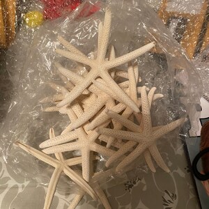 1 to 100 Astrea Calcar Turban Spurred Shells Natural Cream | Etsy