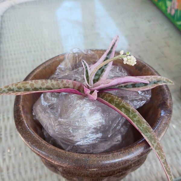 Aloe Hybrid: Raspberry Ruffles Plant 6" to 8" Wide Easy to Grow ...