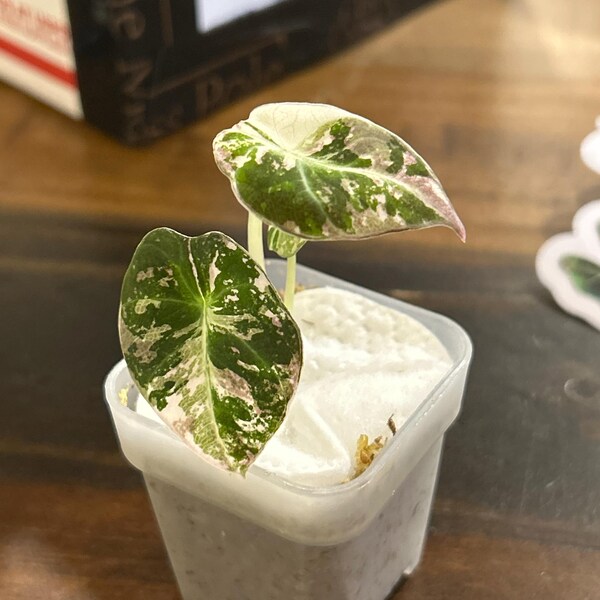 Scindapsus Exotica Hologram Variegated Rooted Bottom Cutting Active ...