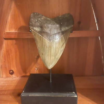 Megalodon Shark Tooth Custom Stand Hand Made to Fit Your Tooth. - Etsy
