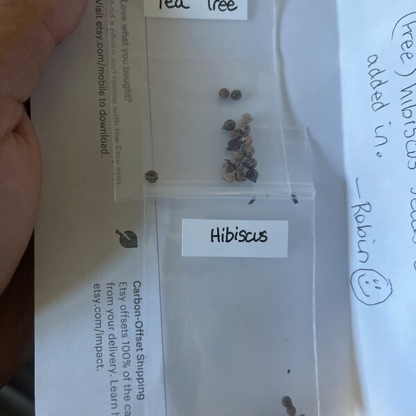 Grancy Greybeard, White Fringe Tree, Chionanthus Virginicus 13+ Seeds ...