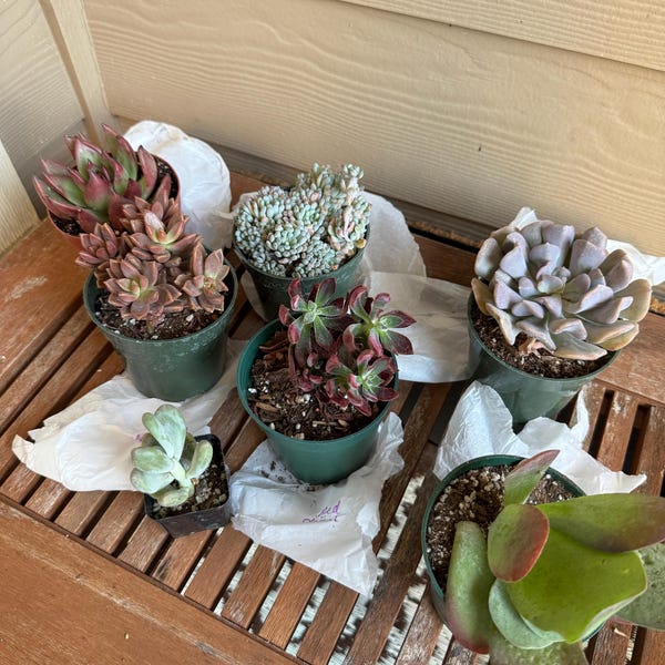 Rare Echeveria Pulvinata "ruby", Ruby Blush Succulent, Echeveria Red ...