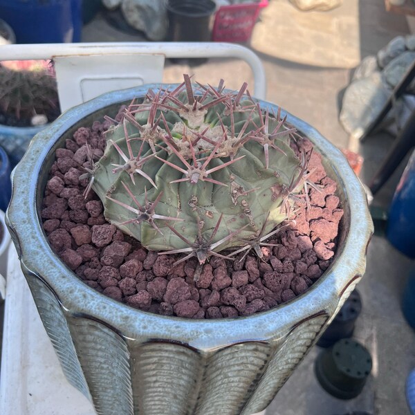 Double Fringe 15x15 Axis Print Cowhide Purse - Etsy
