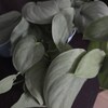 3” Sooo (TM) Silver Scindapsus Plant Pot - NEW CULTIVAR - Lush ...
