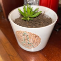 Russian Sage Seeds (perovskia Atriplicifolia) Packet of 10 Seeds - Etsy