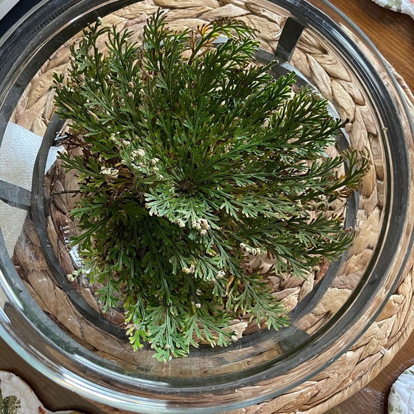 Plant of Resurrection, Rose of Jericho- Specialty Plants, Everlasting ...