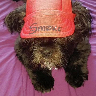 Custom Pet Hat 5 Famous Fonts to Choose From Pet Base Ball Cap Dog Cap ...