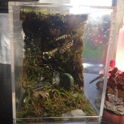 Large 6x6x9.5 Luxury Adult Jumping Spider Enclosure, Decorated Jumper ...