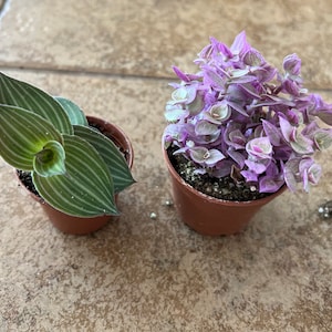 Callisia Elegens callisia Gentlei Striped Inch Plant - Etsy